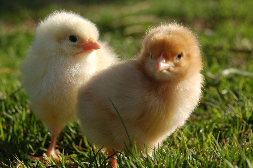 ACTIVIDADES Y TALLERES » Gallinero dinámico » LA GALLINERA