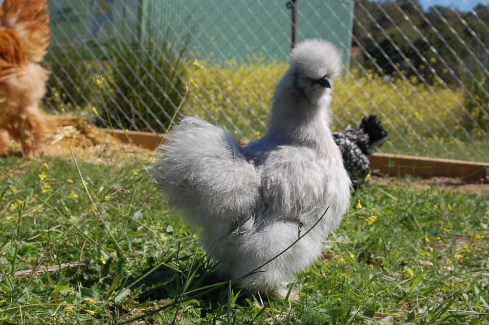 ¡VISÍTANOS! » Gallinero dinámico » LA GALLINERA