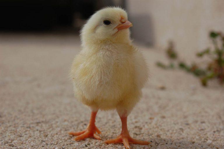 CRÍA una pareja de POLLITOS – La Gallinera